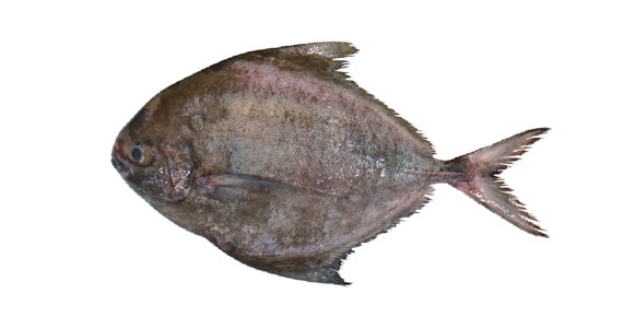 Index of /wp-content/uploads/2016/03